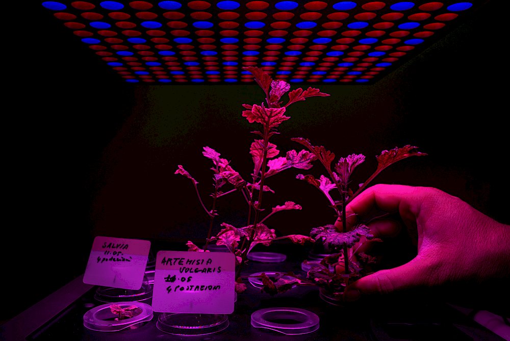 Nemo’s Garden, een duik naar de eerste onderwaterboerderij ter wereld