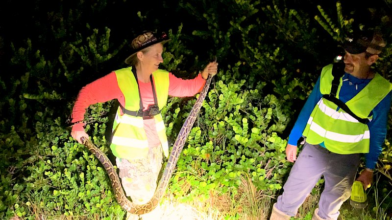 Van makelaar naar fulltime-pythonjager in Florida: ‘Ik heb al 792 dode ...