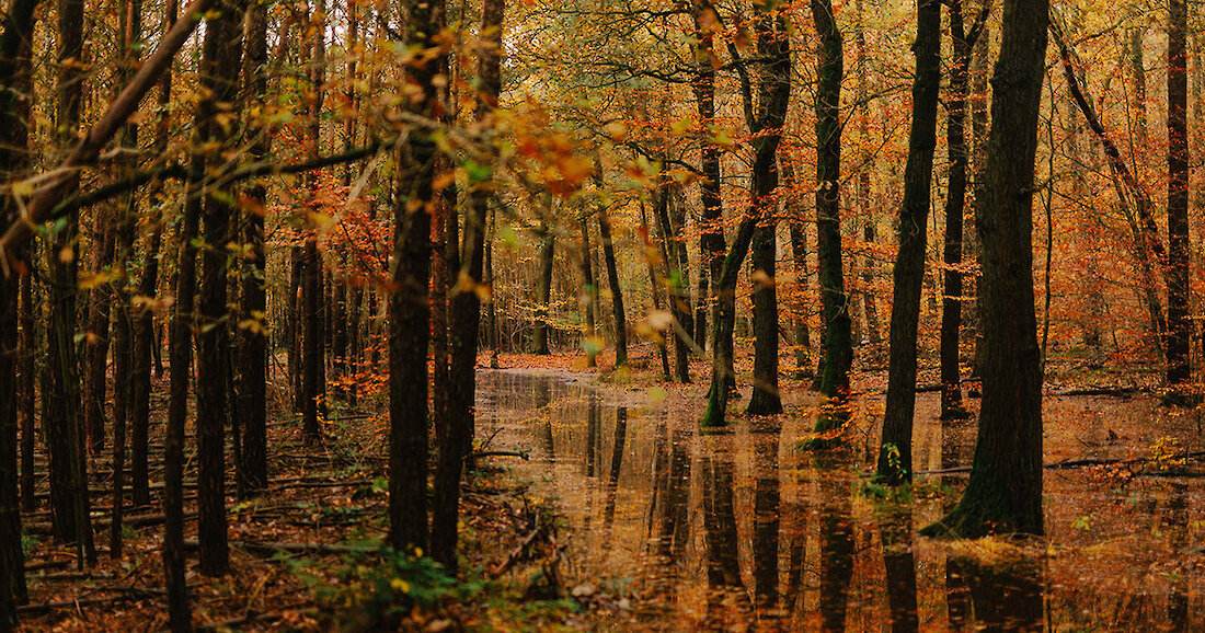 de magie van beken V