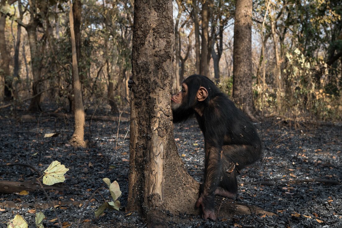 Rap uitstervende chimpansees krijgen toevluchtsoord van hun grootste vijand