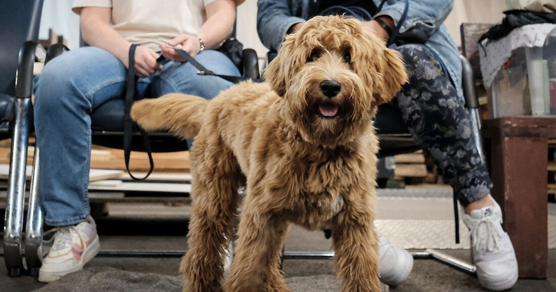 Waarom Kees, Moos en al die andere 60.000 labradoodles zo populair zijn ...
