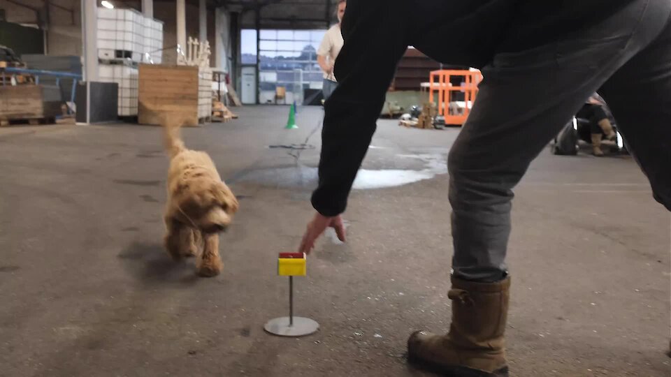 Waarom Kees, Moos en al die andere 60.000 labradoodles zo populair zijn ...