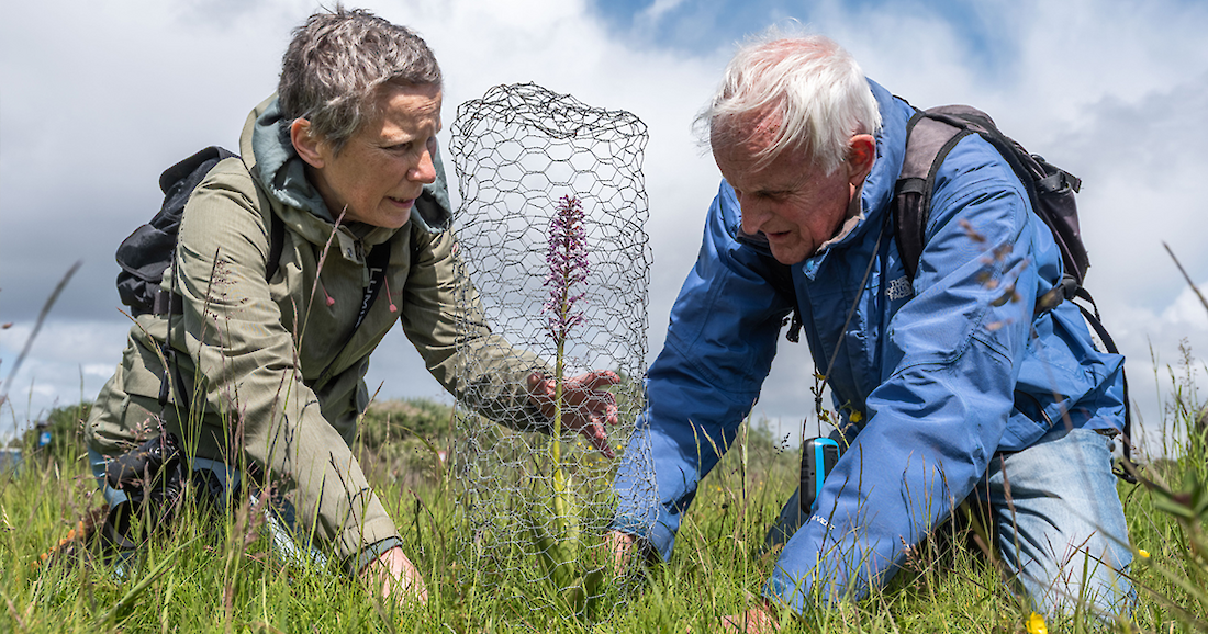 Hoe de hoeders van de wilde orchidee het kwetsbare plantje koesteren